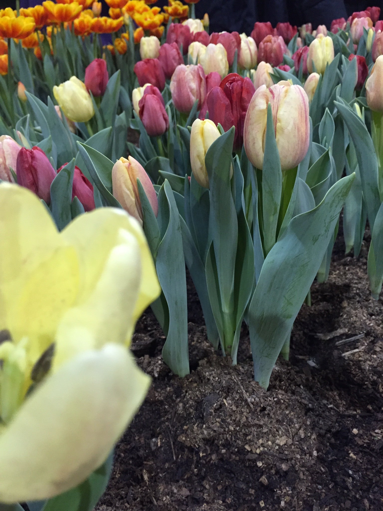 Flower Show Felons – Righteous Felon Craft Jerky