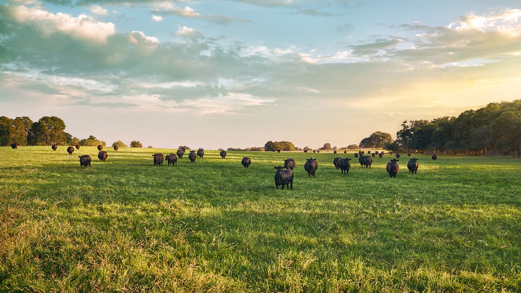 O.G. Hickory Beef Jerky - Classic Flavor | Righteous Felon – Righteous ...
